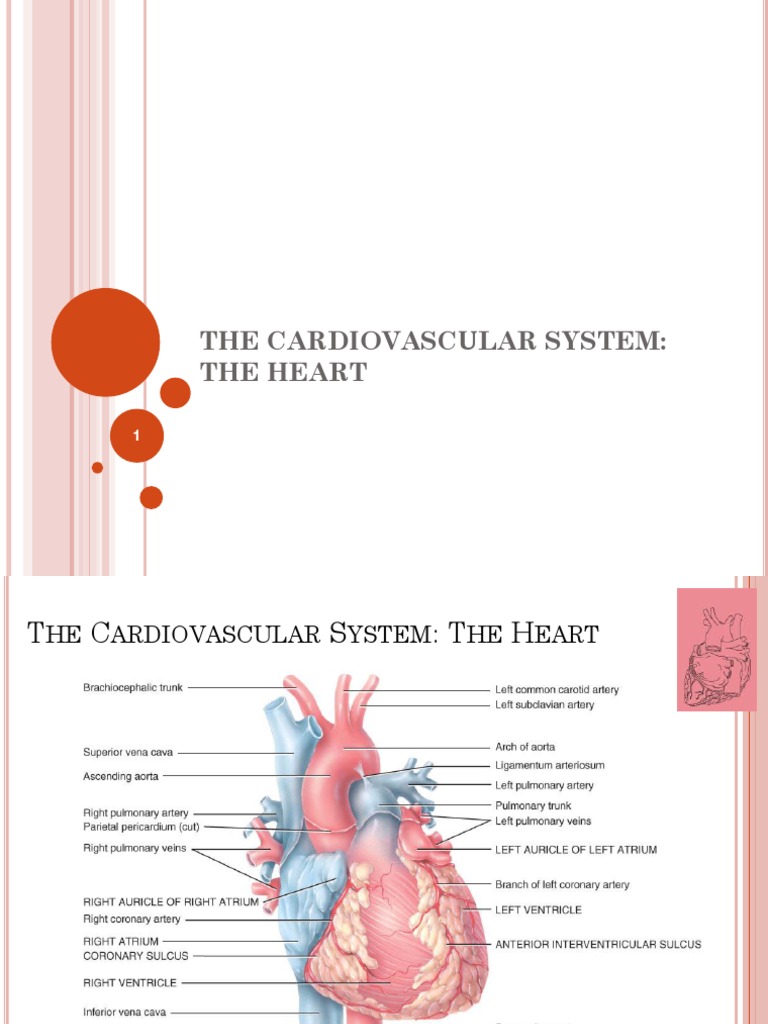 Heart | PDF | Heart Valve | Ventricle (Heart)