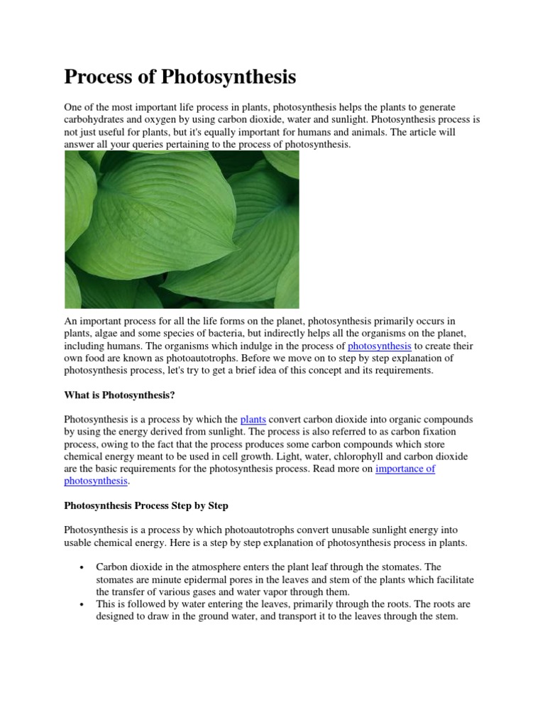 Process of Photosynthesis | PDF | Photosynthesis | Leaf