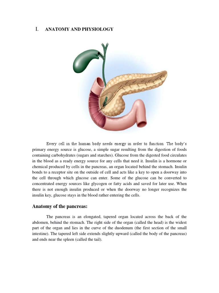 Anatomy and Physiology: Anatomy of The Pancreas | PDF | Pancreas | Insulin