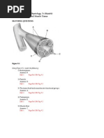 Muscle Physiology Fill-in-the-Blank Worksheet | PDF | Muscle ...