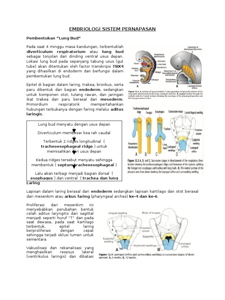 Embriologi | PDF