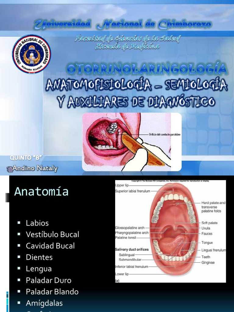 OROFARINGE OTORRINO | Lengua | Diente humano | Prueba gratuita de 30 ...