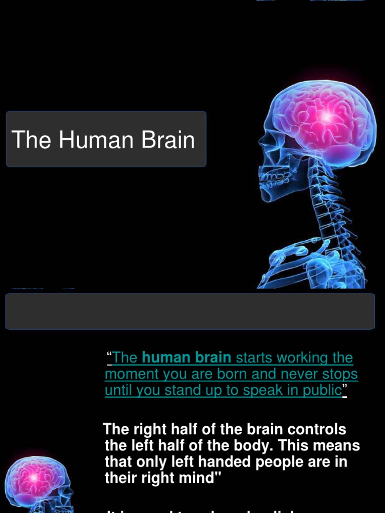 Human Brain | PDF | Cerebrum | Human Brain