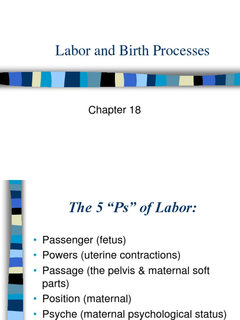 Labor and Birth Processes | PDF | Pelvis | Childbirth