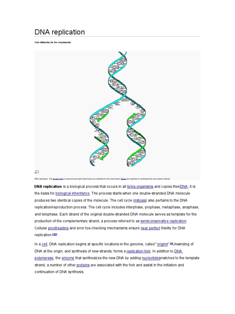 DNA Replication: DNA Replication Is A Biological Process That Occurs in ...