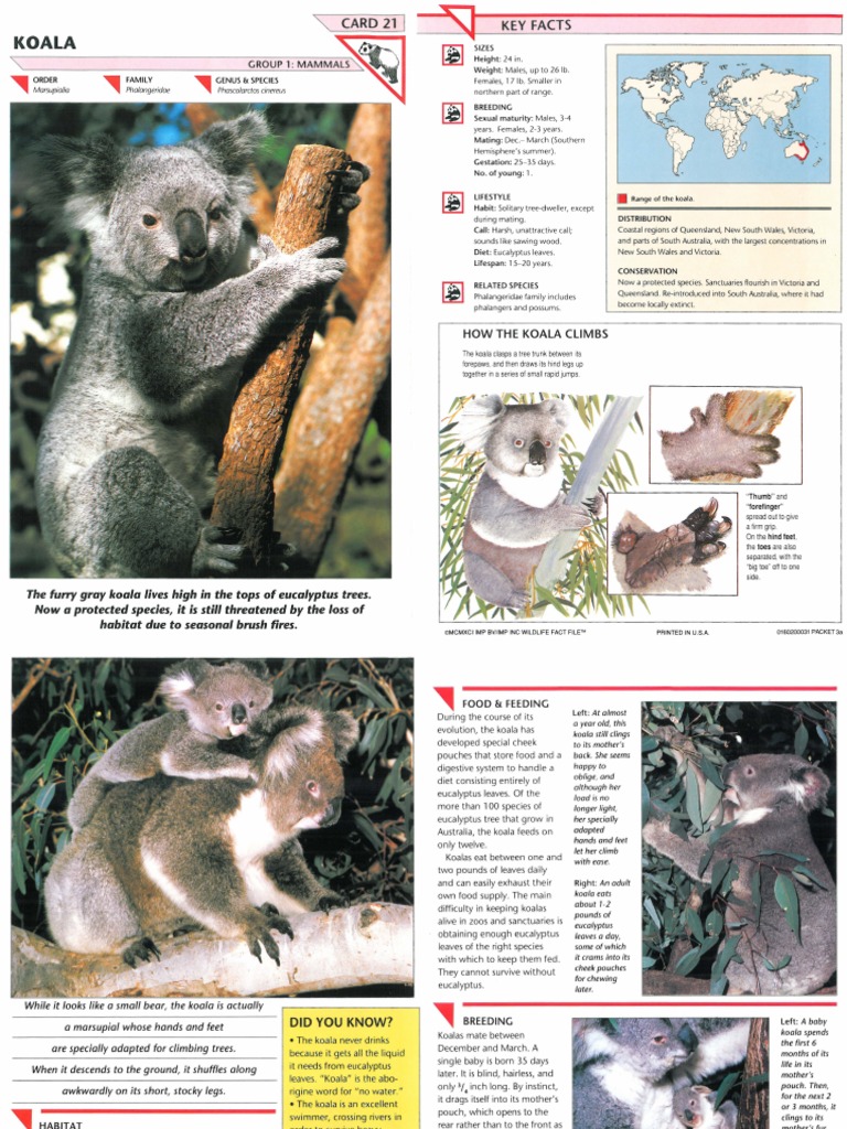 Wildlife Fact File - Mammals - Pgs. 21-30 | PDF | Moose | Koala