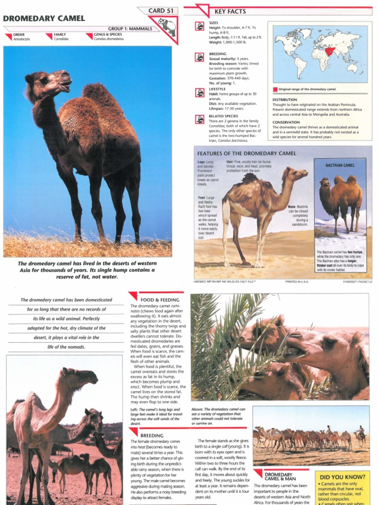 Wildlife Fact File - Mammals - Pgs. 51-60 | Bears | Cats