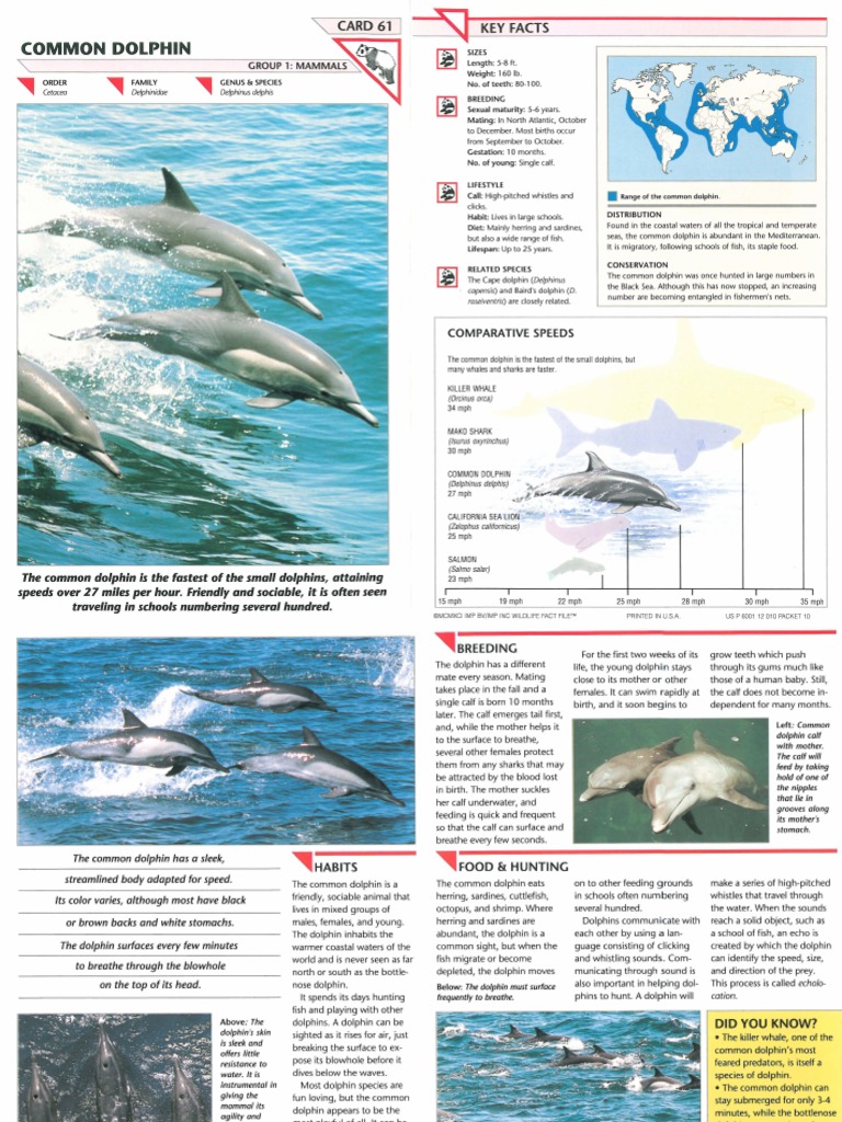 Wildlife Fact File - Mammals - Pgs. 61-70 | PDF | Grizzly Bear | Lion