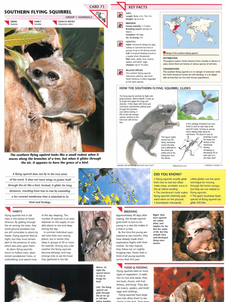 Wildlife Fact File - Mammals - Pgs. 71-80 | Download Free PDF | Coyote ...