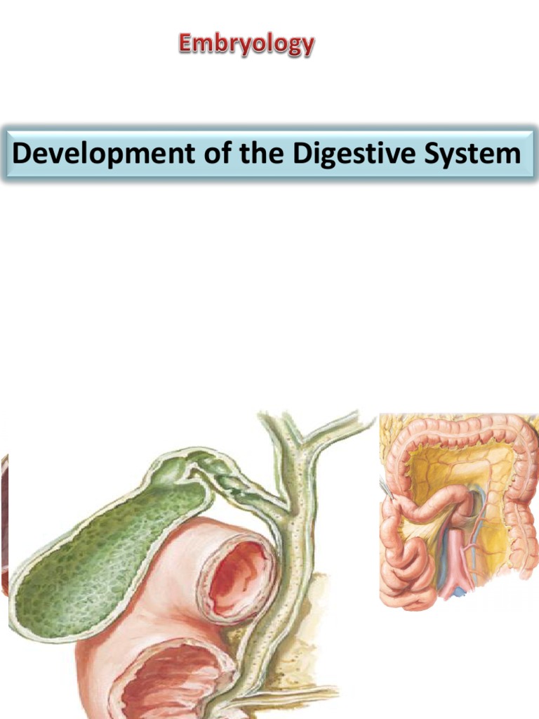Embryology of the Digestive System | PDF | Human Digestive System ...