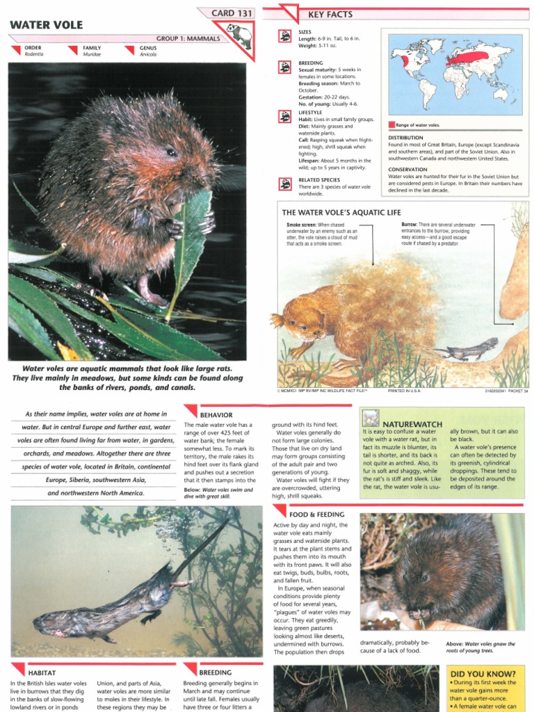 Wildlife Fact File - Mammals, Pgs. 131-140 | PDF | Otter | Zebra