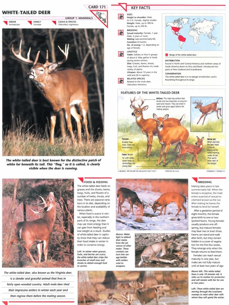 Wildlife Fact File - Mammals, Pgs. 171-180 | PDF | White Tailed Deer ...