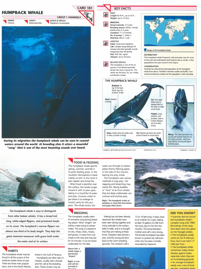 Wildlife Fact File - Mammals, Pgs. 181-190 | PDF | Whales | Pony