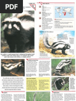 Marsh Mongoose Behavior Guide | PDF | Zoology