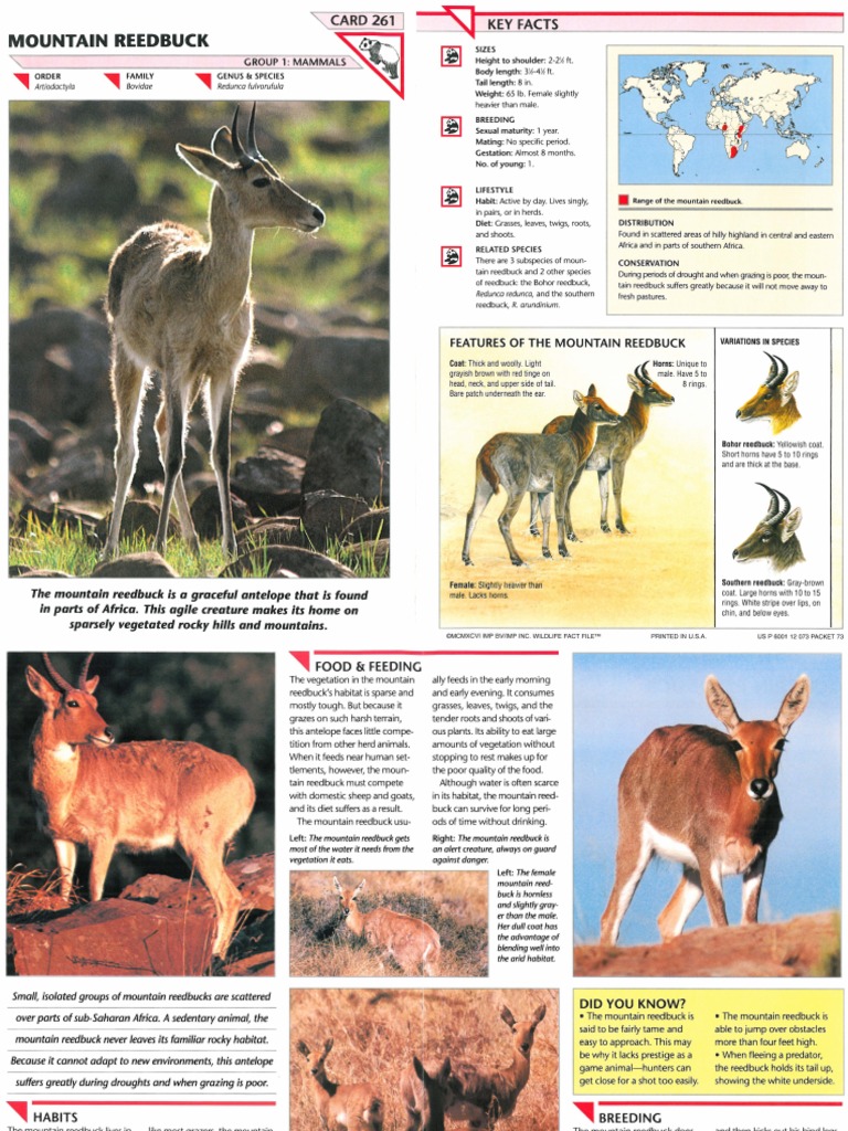 Wildlife Fact File - Mammals - Pgs. 261-270 | PDF | Otter | Antelope