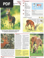 Deer Reproduction - An In-Depth Exploration of Behavior, Physiology ...