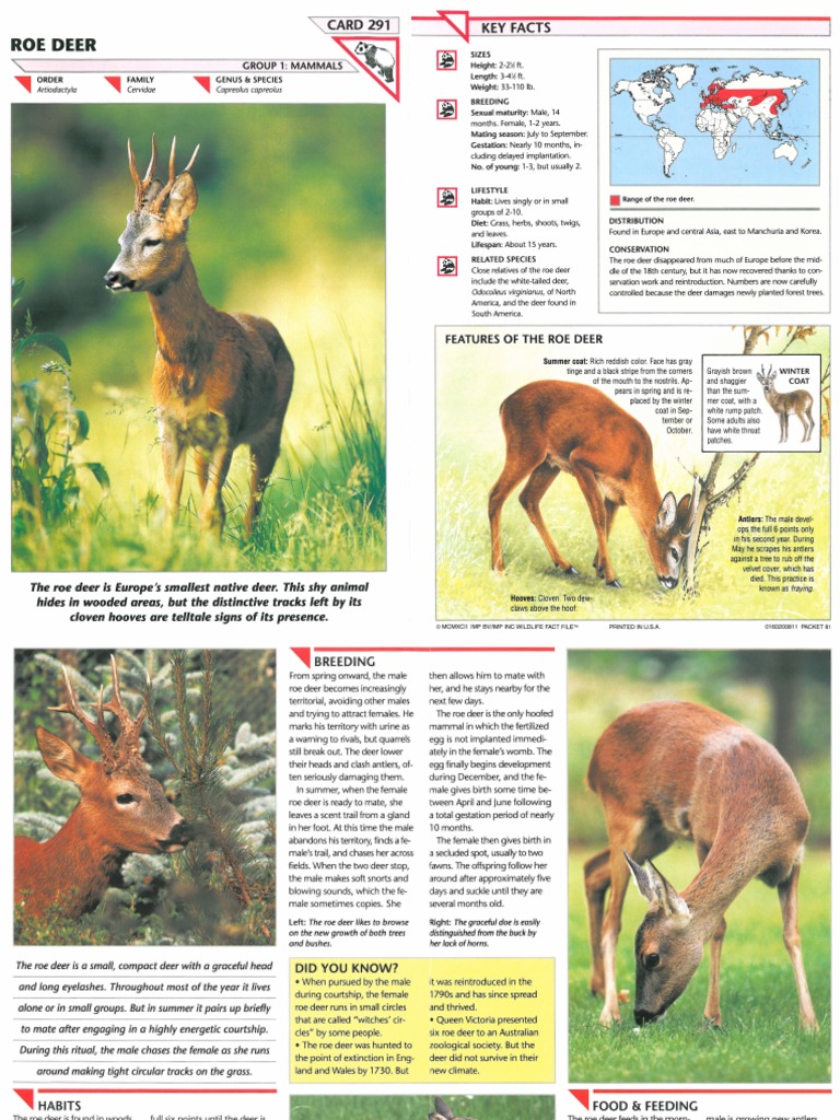 Wildlife Fact File - Mammals Pgs. 291-300 | Rhinoceros | Bears