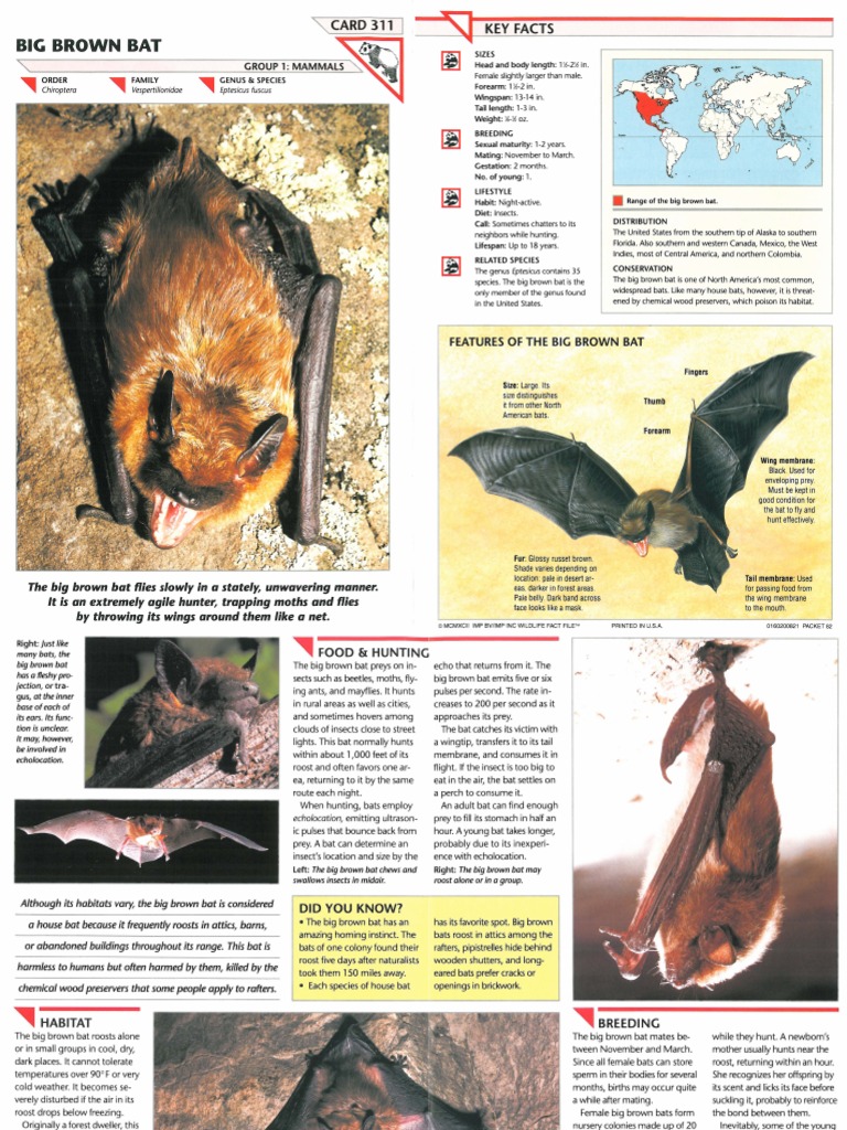 Wildlife Fact File - Mammals Pgs. 311-320 | PDF | Bat | Organisms