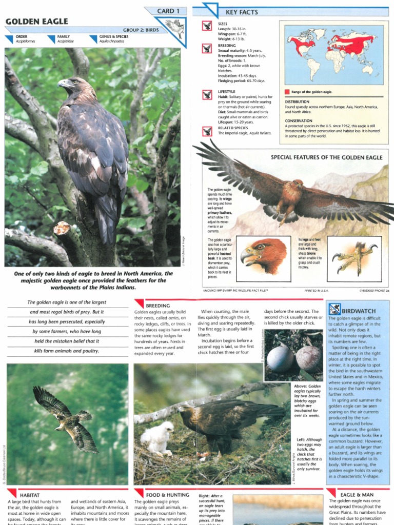 Wildlife Fact File - Birds - 1-10 | PDF | Parrot | Eagle
