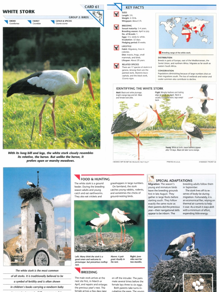 Wildlife Fact File - Birds - 61-70 | Peafowl | Birds