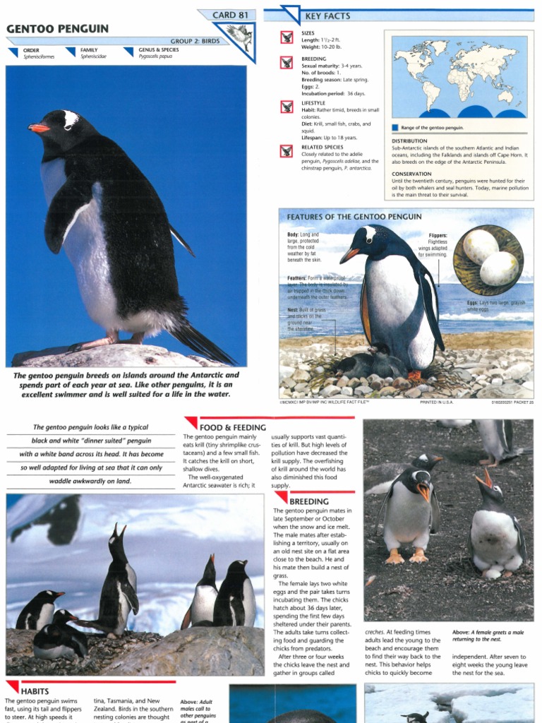 Wildlife Fact File - Birds - 81-90 | PDF | Penguin | Birds
