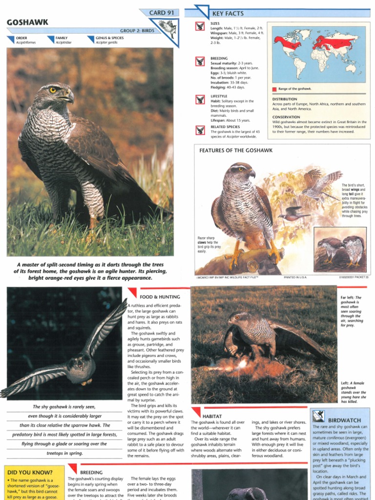 Wildlife Fact File - Birds - Pgs. 91-100 | Birds | Tetrapods