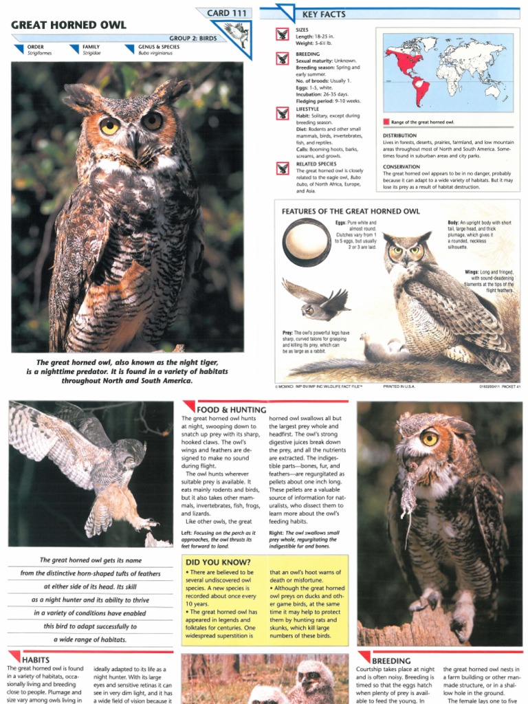 Wildlife Fact File - Birds - Pgs. 111-120 | PDF | Owl | Birds