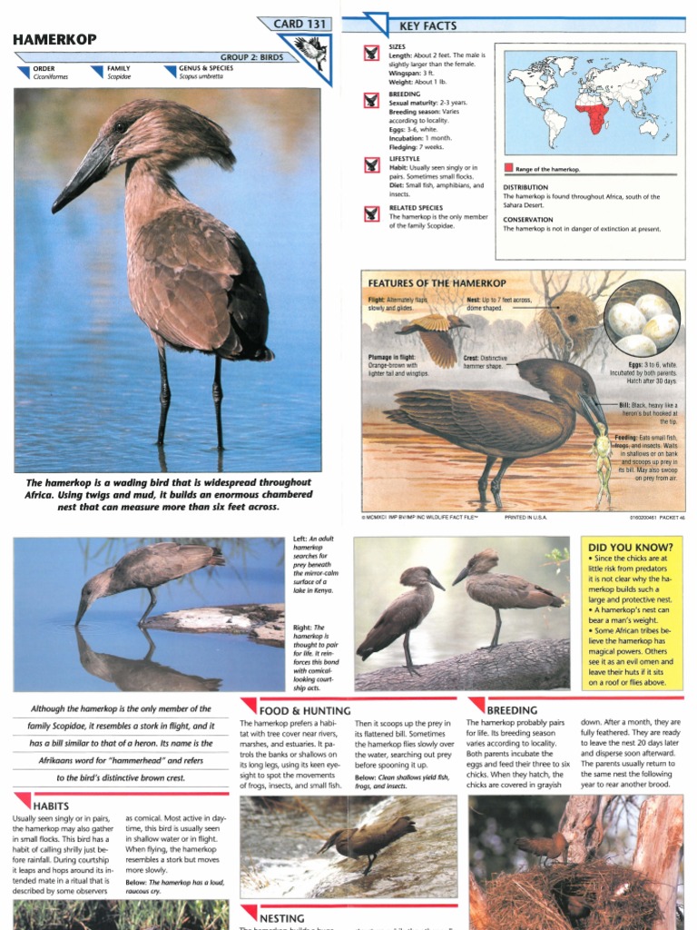 Wildlife Fact File - Birds - Pgs. 131-140 | Parrot | Birds