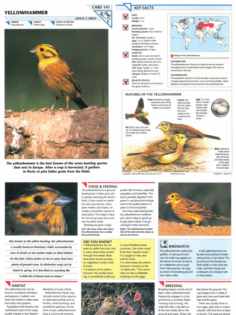 Wildlife Fact File - Birds - Pgs. 141-150 | PDF | Gull | Birds