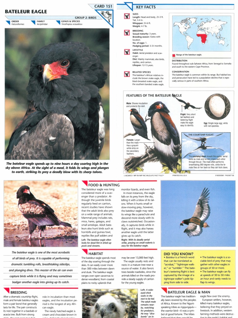 Wildlife Fact File - Birds - Pgs. 151-160 | Birds | Penguin | Free 30 ...