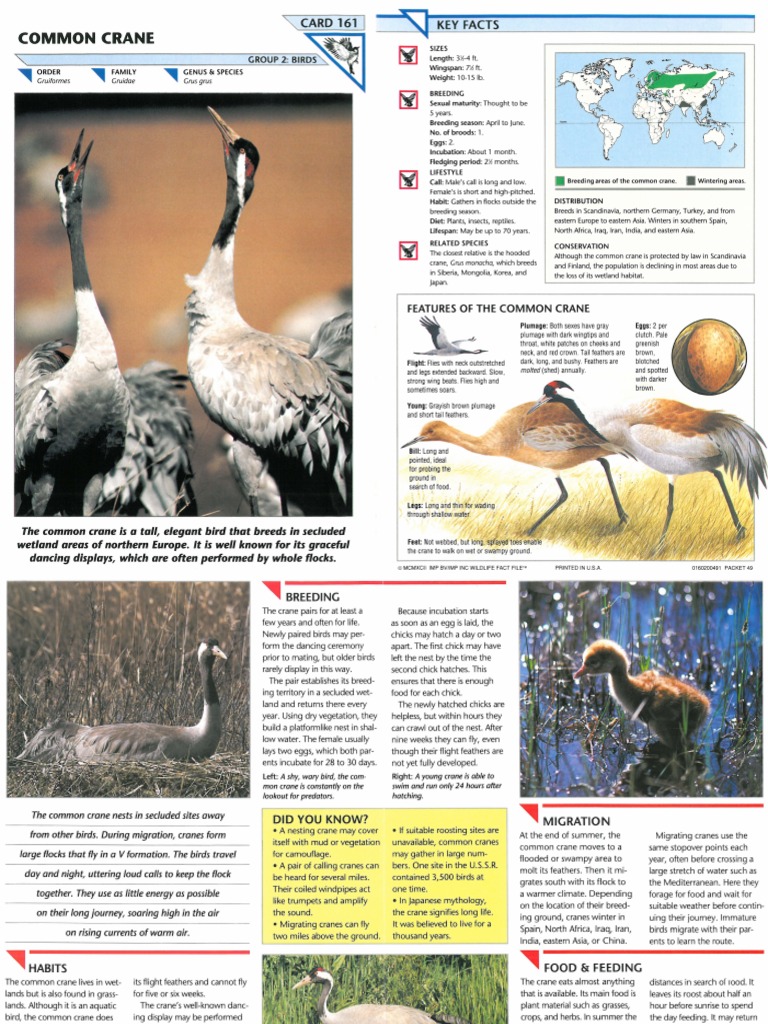 Wildlife Fact File - Birds - Pgs. 161-170 | Download Free PDF | Owl | Birds