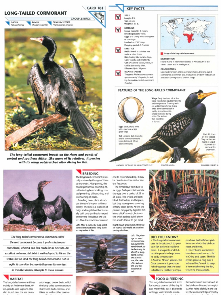 Wildlife Fact File - Birds - Pgs. 181-190 | PDF | Birds | Paravians