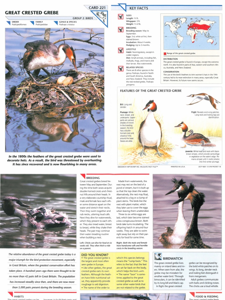 Wildlife Fact File - Birds - Pgs. 221-230 | Gull | Birds