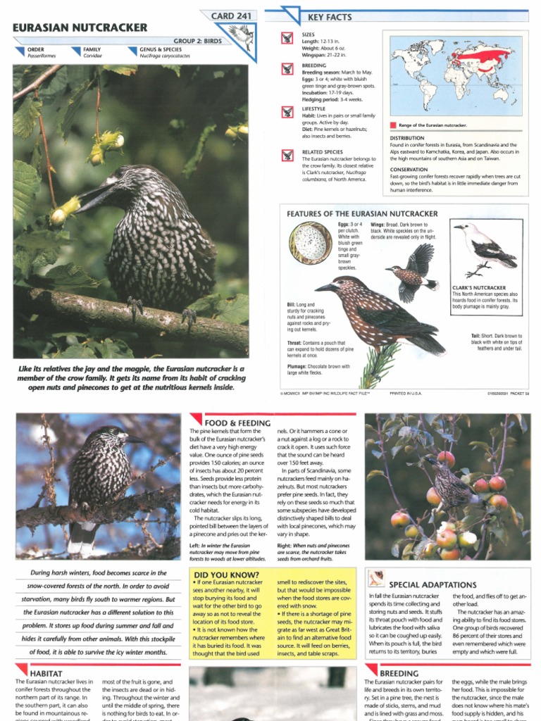 Wildlife Fact File - Birds - Pgs. 241-250 | PDF | Penguin | Birds