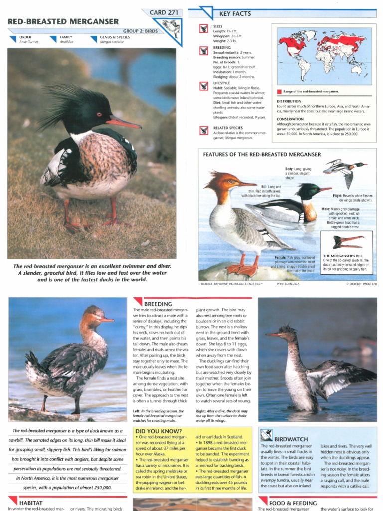 Wildlife Fact File - Birds - Pgs. 271-280 | PDF | Birds | Tetrapods