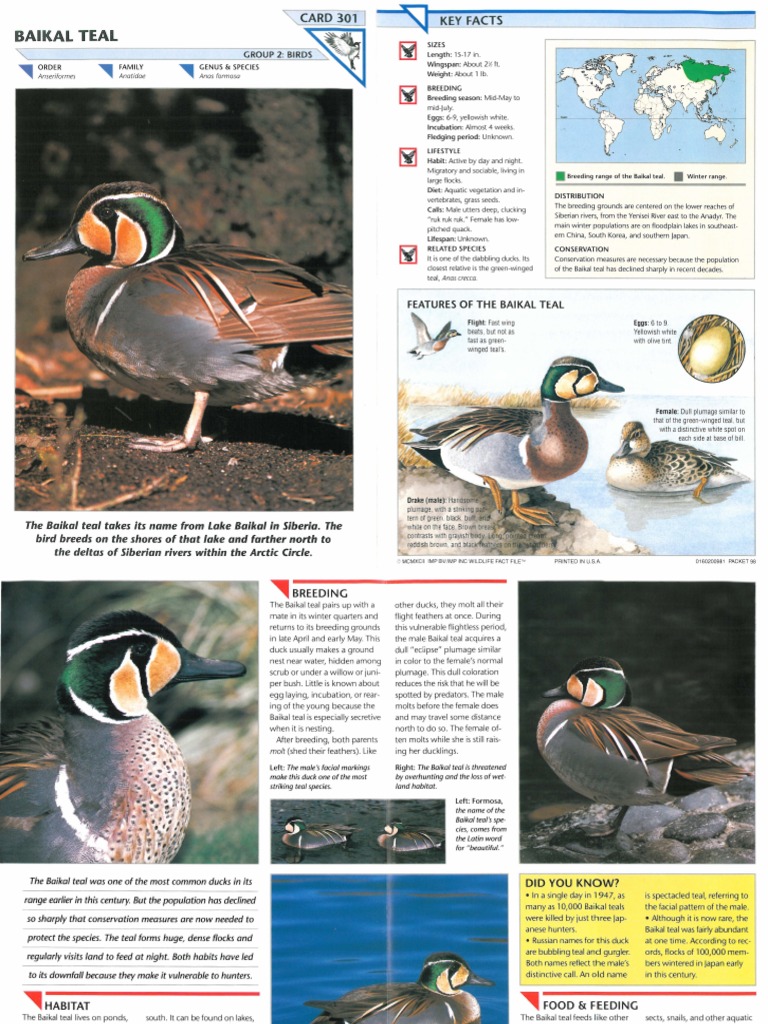 Wildlife Fact File - Birds - Pgs. 301-310 | PDF | Duck | Birds