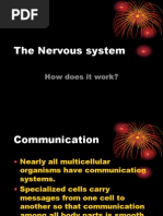 Anatomy - The Nervous System Powerpoint | PDF | Nervous System | Neuron