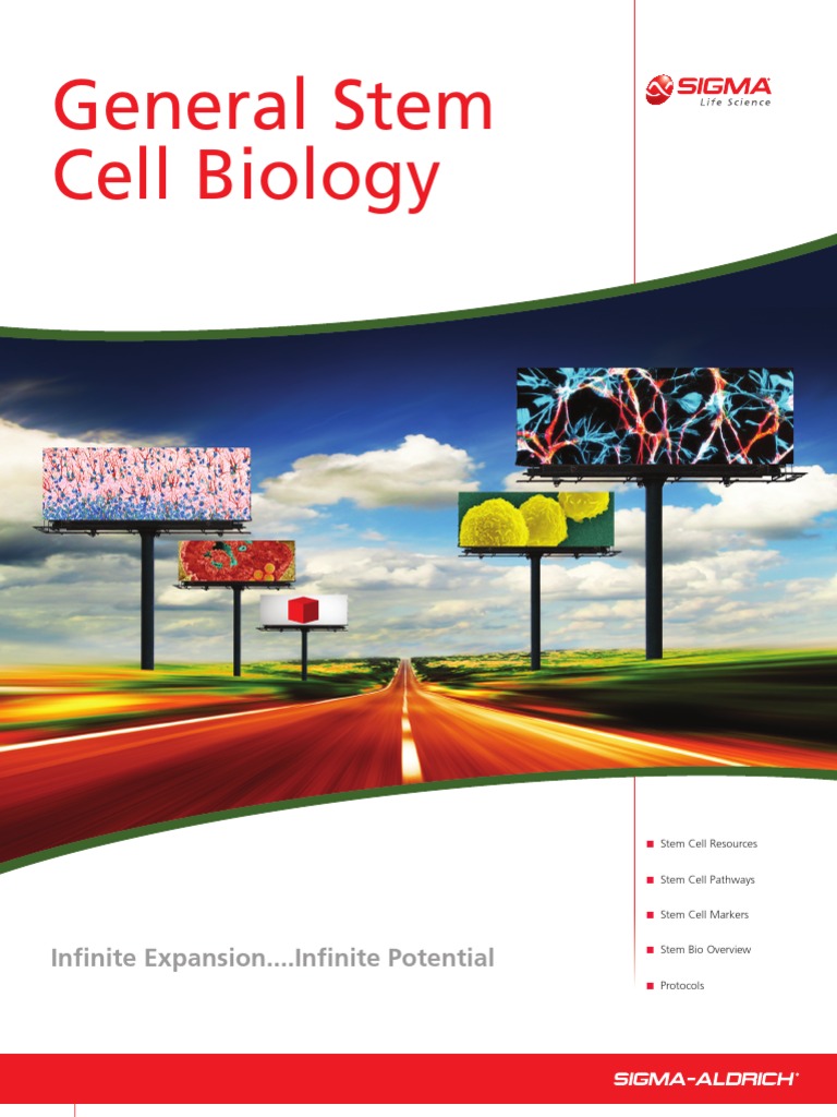 General Stem Cell Biology Brochure | PDF | Stem Cell | Monoclonal Antibody