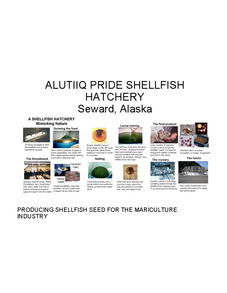 Shellfish Hatchery Handout | PDF