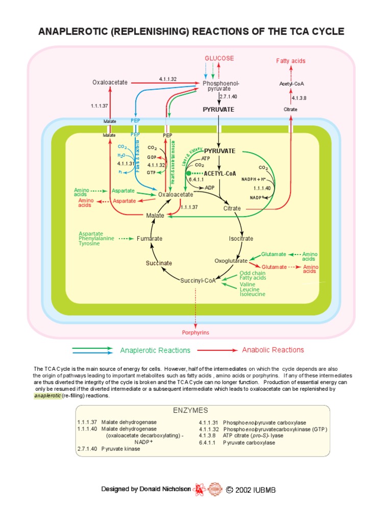 Anaplerotic Reactions of The Tca Cycle | PDF
