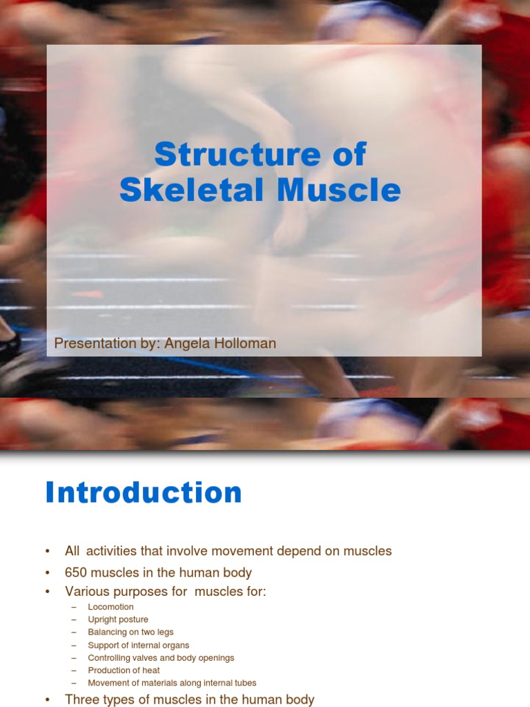 Structure of Skeletal Muscle | PDF | Actin | Muscle