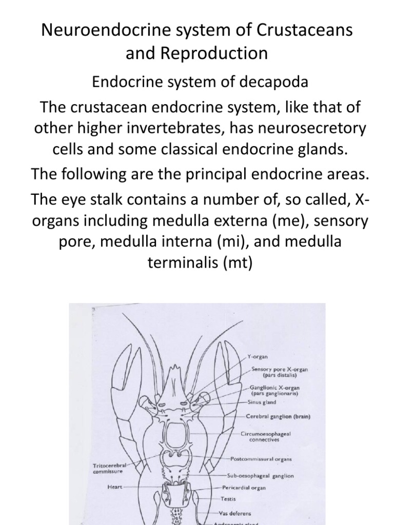 Regulation of Molting and Reproduction in Crustaceans Through the ...