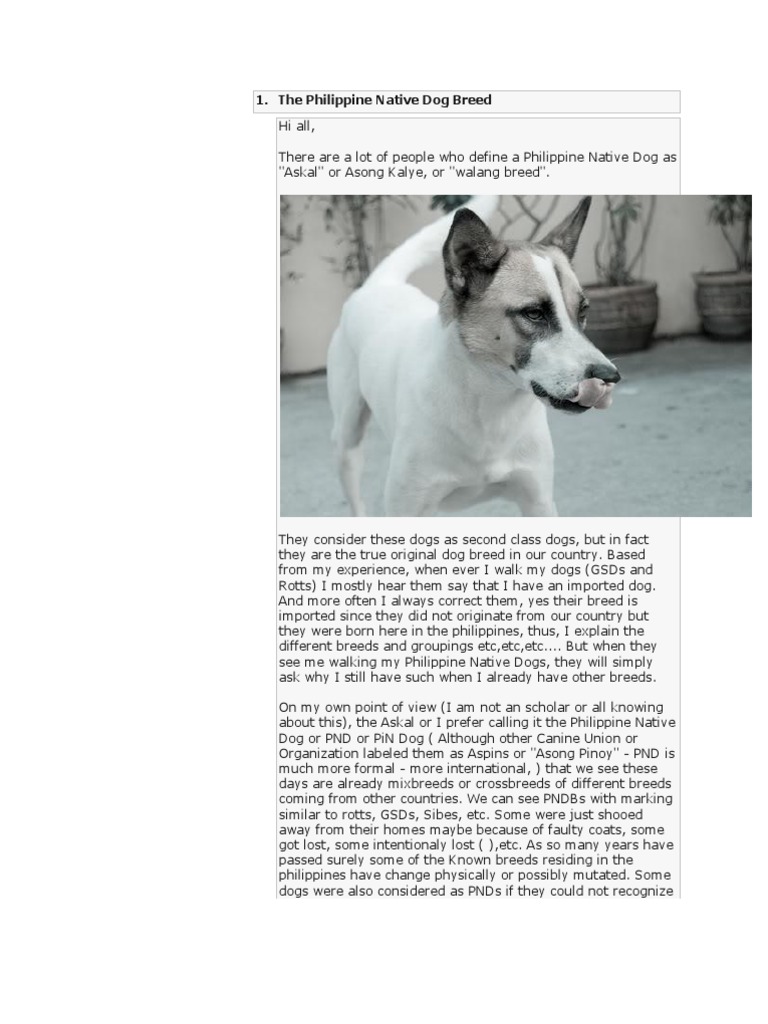 The Philippine Native Dog Breed | PDF | Dogs | Dogs As Pets