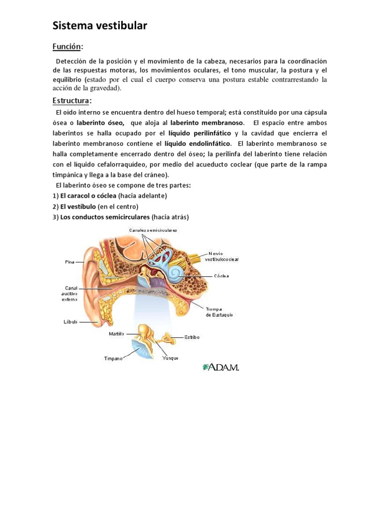 Sistema Vestibular | PDF | Oído | Cabeza y cuello humanos