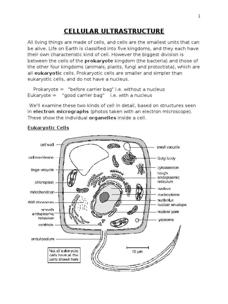 Cellular Ultrastructure: Eukaryotic Cells | PDF | Cell (Biology) | Cell ...