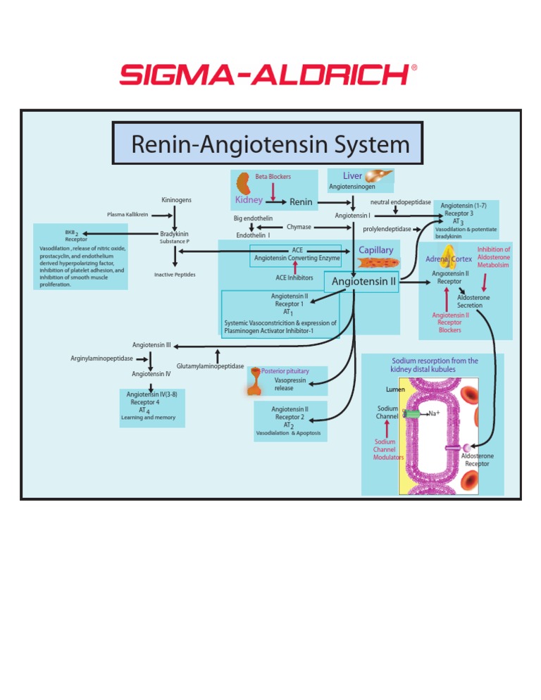 Renin-Angiotensin System | PDF | Angiotensin | Physiology