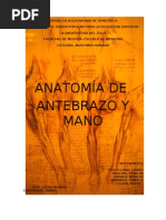 Anatomía del Cúbito y Radio en el Antebrazo | PDF | Codo | Anatomía humana