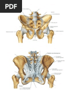 Anatomy of the Pelvis Explained | PDF | Pelvis | Vertebra
