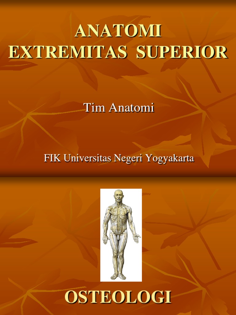 Extremitas Superior | PDF