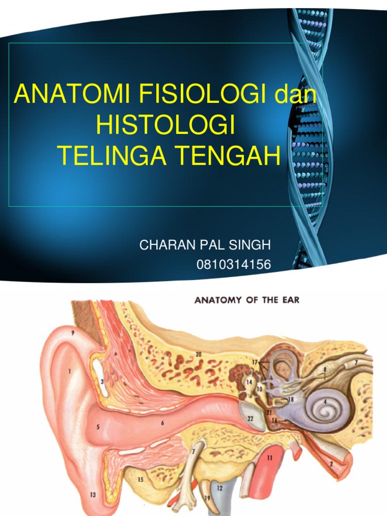 ANATOMI FISIOLOGI Dan HISTOLOGI Telinga Tengah | PDF | Kesehatan ...
